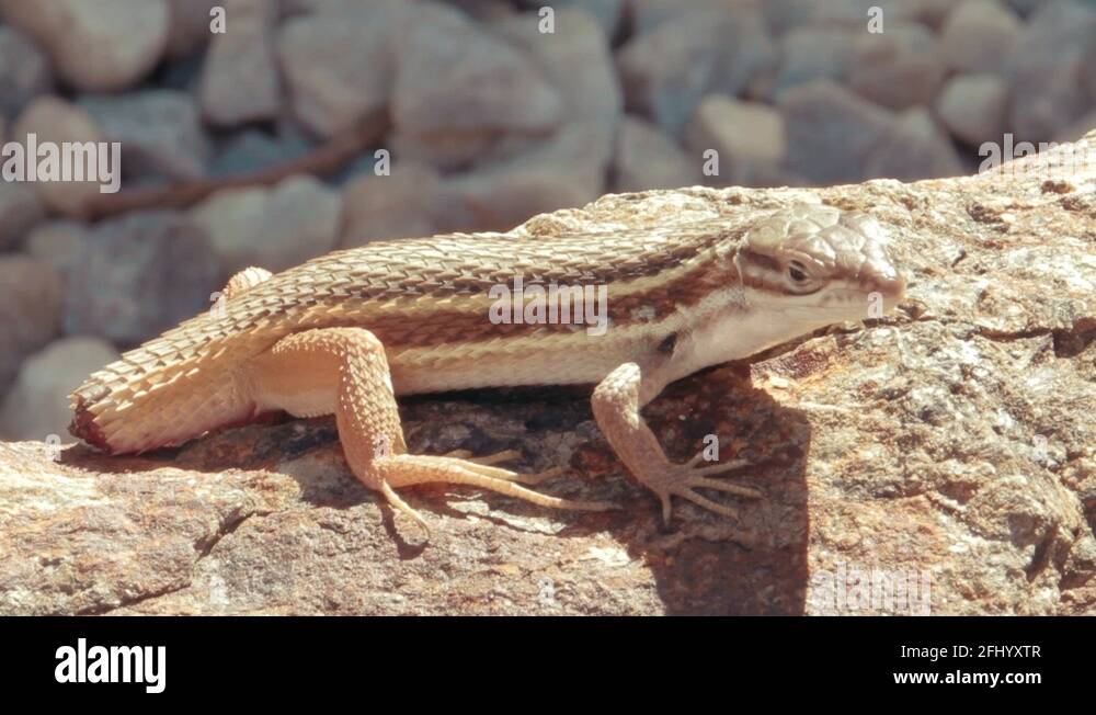 Tail missing Stock Videos & Footage - HD and 4K Video Clips - Alamy