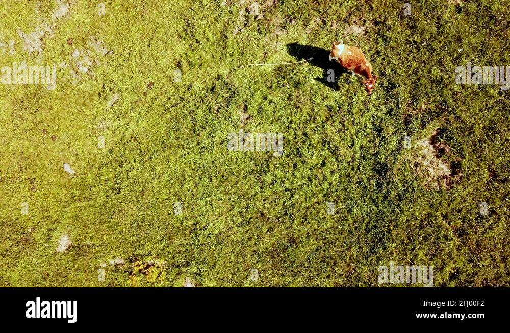 Nervous cow Stock Videos & Footage - HD and 4K Video Clips - Alamy