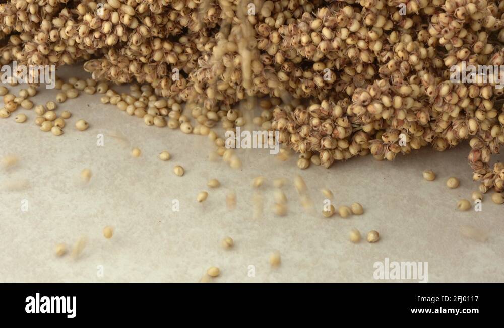 White sorghum Stock Videos & Footage - HD and 4K Video Clips - Alamy