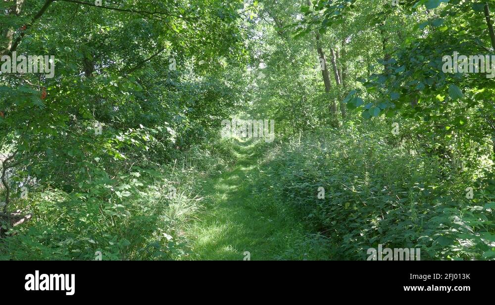 Landscape pathway small Stock Videos & Footage - HD and 4K Video Clips ...