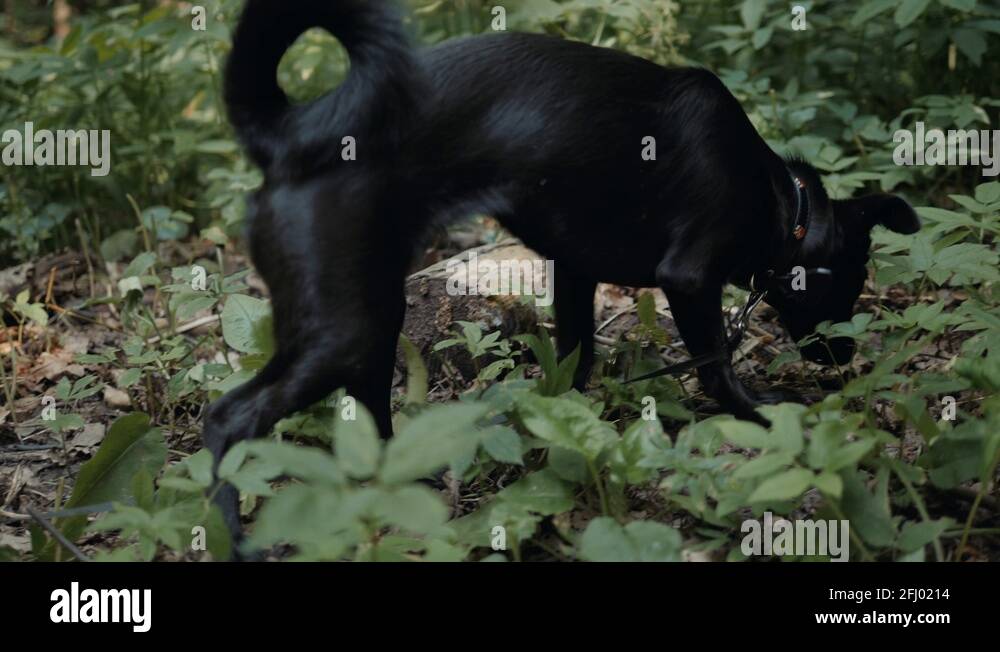 Animal walker Stock Videos & Footage - HD and 4K Video Clips - Alamy