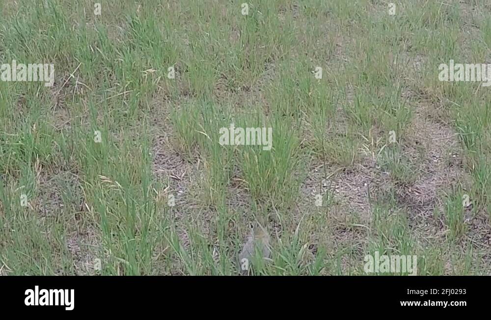 Rabbit bunny hop hopping Stock Videos & Footage - HD and 4K Video Clips ...