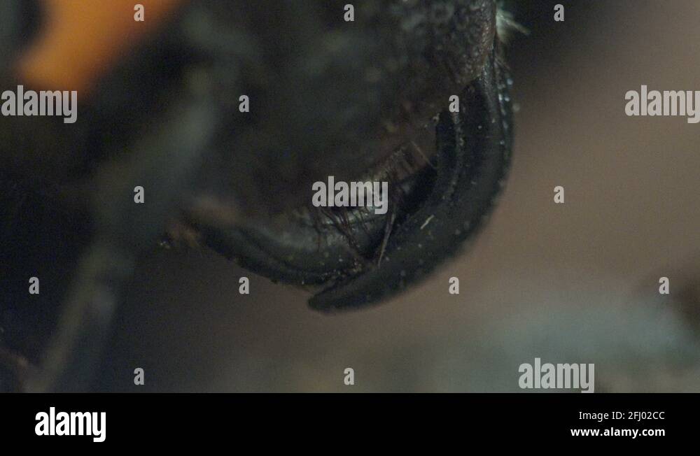 Very large fangs Stock Videos & Footage - HD and 4K Video Clips - Alamy