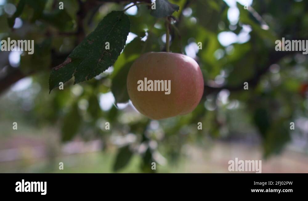 Dangling tree fruits Stock Videos & Footage - HD and 4K Video Clips - Alamy