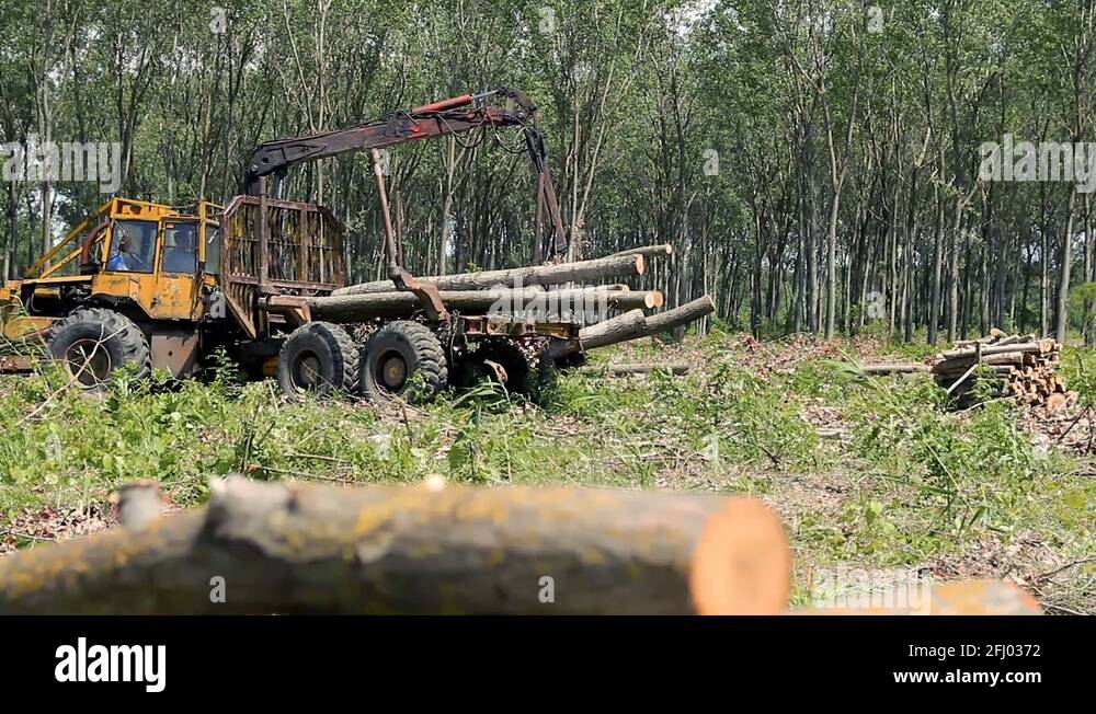 Crane lifting timber Stock Videos & Footage - HD and 4K Video Clips - Alamy