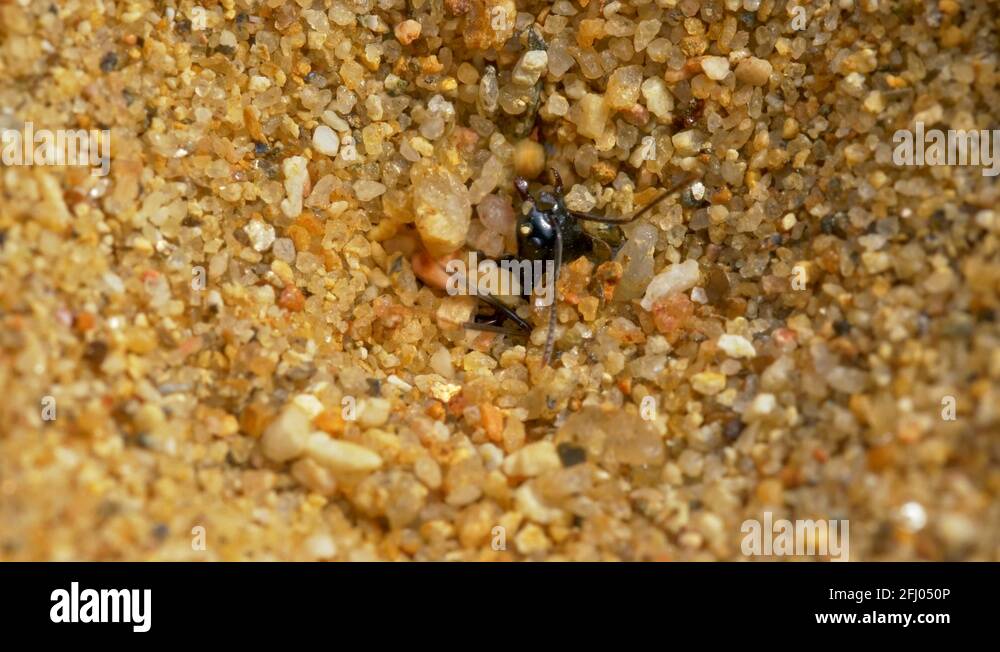 Killing the poor Stock Videos & Footage - HD and 4K Video Clips - Alamy