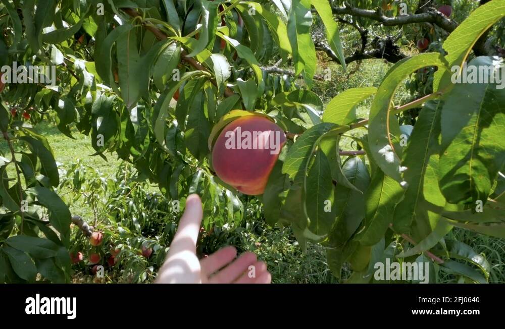 Fruit straight from the tree Stock Videos & Footage - HD and 4K Video ...