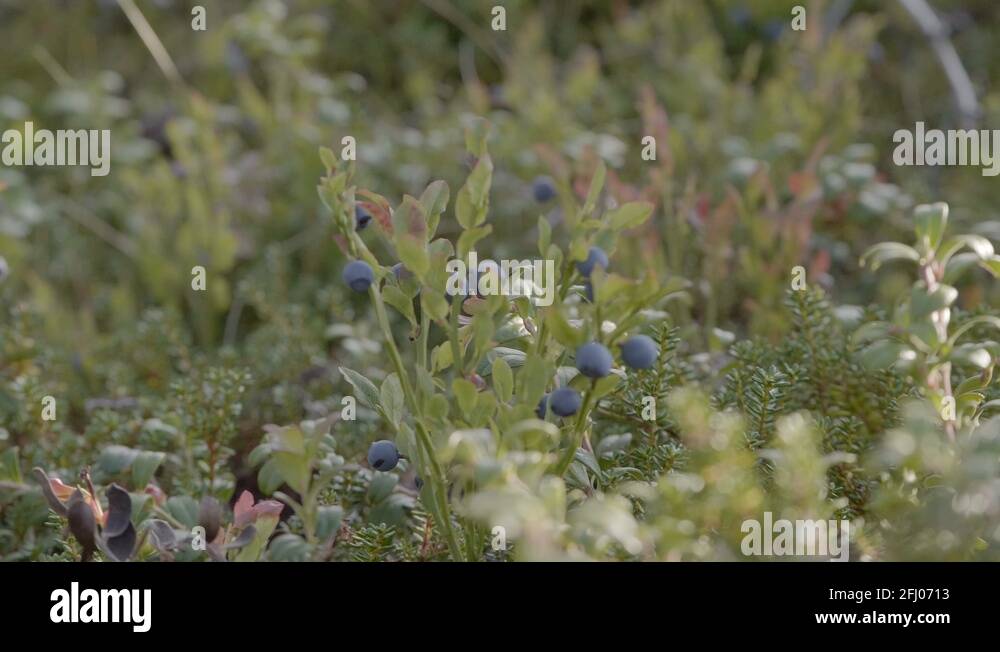 Blueberry picking with the help of a swedish berry picker. Filmed ...