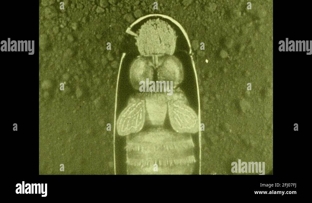 Eyes cross section Stock Videos & Footage - HD and 4K Video Clips - Alamy