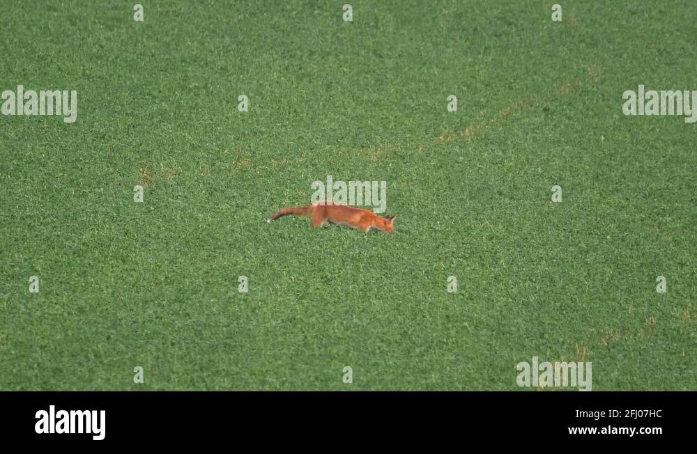 Starving fox Stock Videos & Footage - HD and 4K Video Clips - Alamy