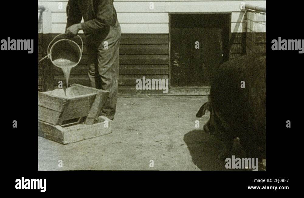 Trough pig Stock Videos & Footage - HD and 4K Video Clips - Alamy