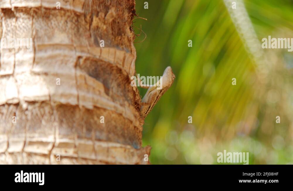 Palm tree climbing Stock Videos & Footage - HD and 4K Video Clips - Alamy
