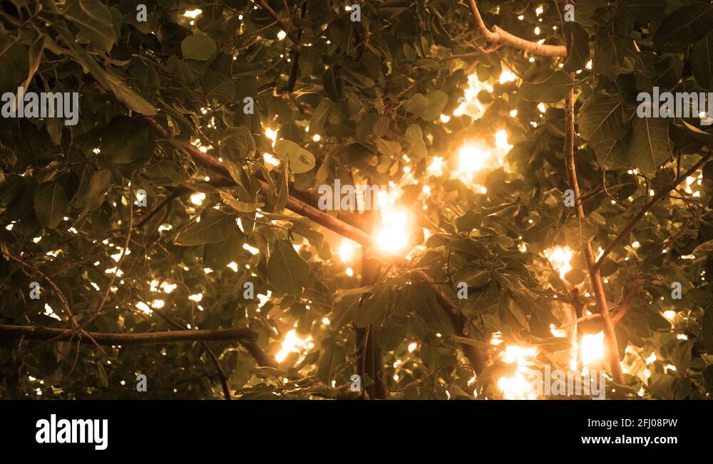 Amber friendly Stock Videos & Footage - HD and 4K Video Clips - Alamy