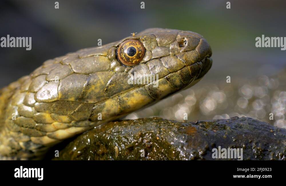 Snake fly Stock Videos & Footage - HD and 4K Video Clips - Alamy