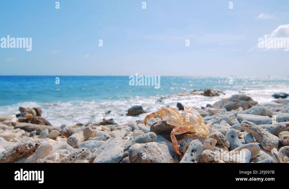 Crab exoskeleton Stock Videos & Footage - HD and 4K Video Clips - Alamy