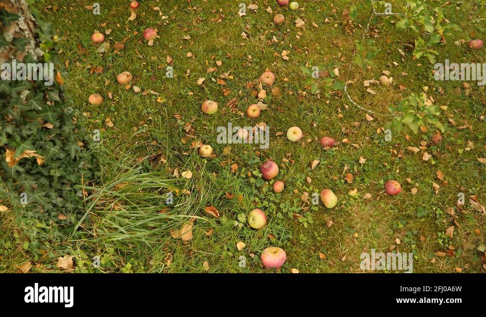 Garden fallen apples Stock Videos & Footage - HD and 4K Video Clips - Alamy