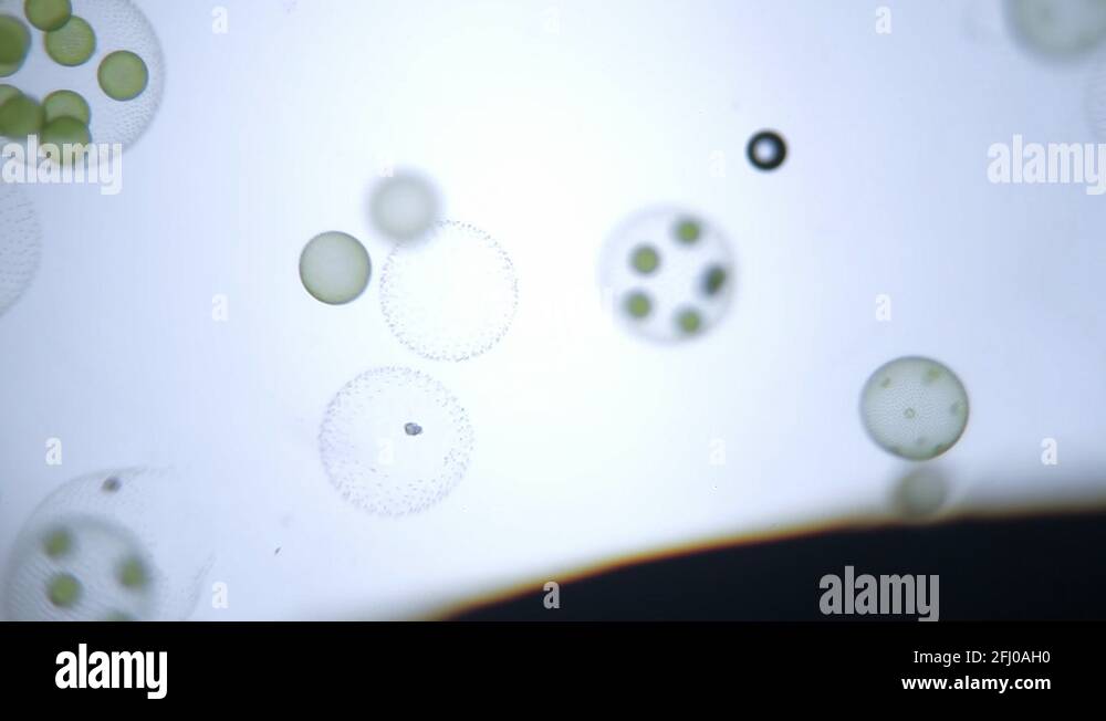 Microscopy microscope pattern Stock Videos & Footage - HD and 4K Video ...