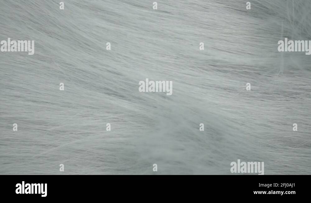 Animal wind hair Stock Videos & Footage - HD and 4K Video Clips - Alamy