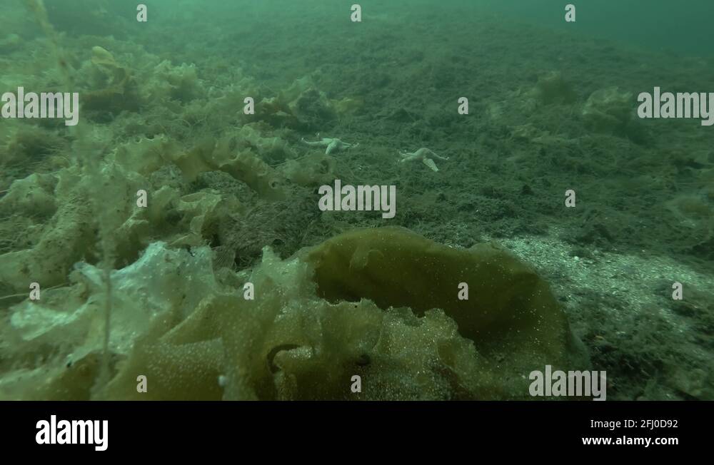 Lemon sole (Microstomus kitt) swim over seabed overgrown with brown ...