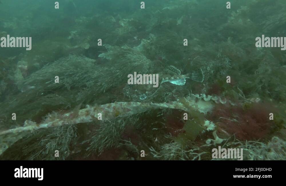 Monk fish ocean Stock Videos & Footage - HD and 4K Video Clips - Alamy