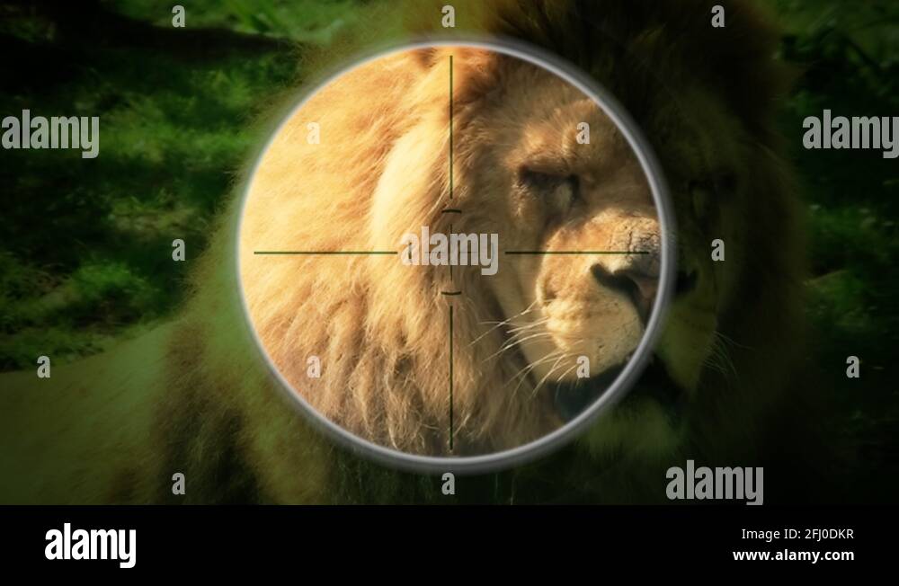 Target species Stock Videos & Footage - HD and 4K Video Clips - Alamy