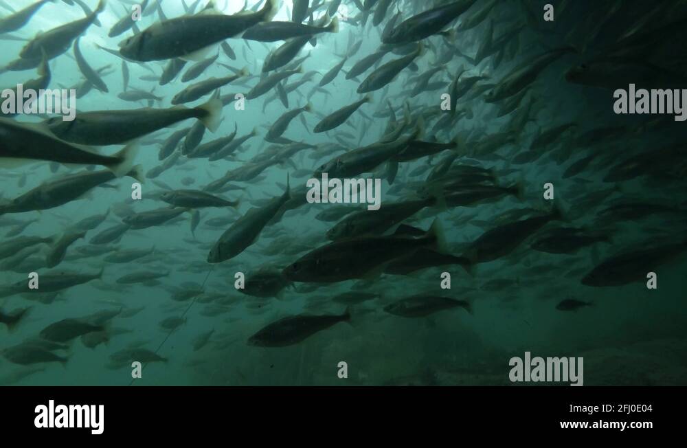 Huge cod fish Stock Videos & Footage - HD and 4K Video Clips - Alamy