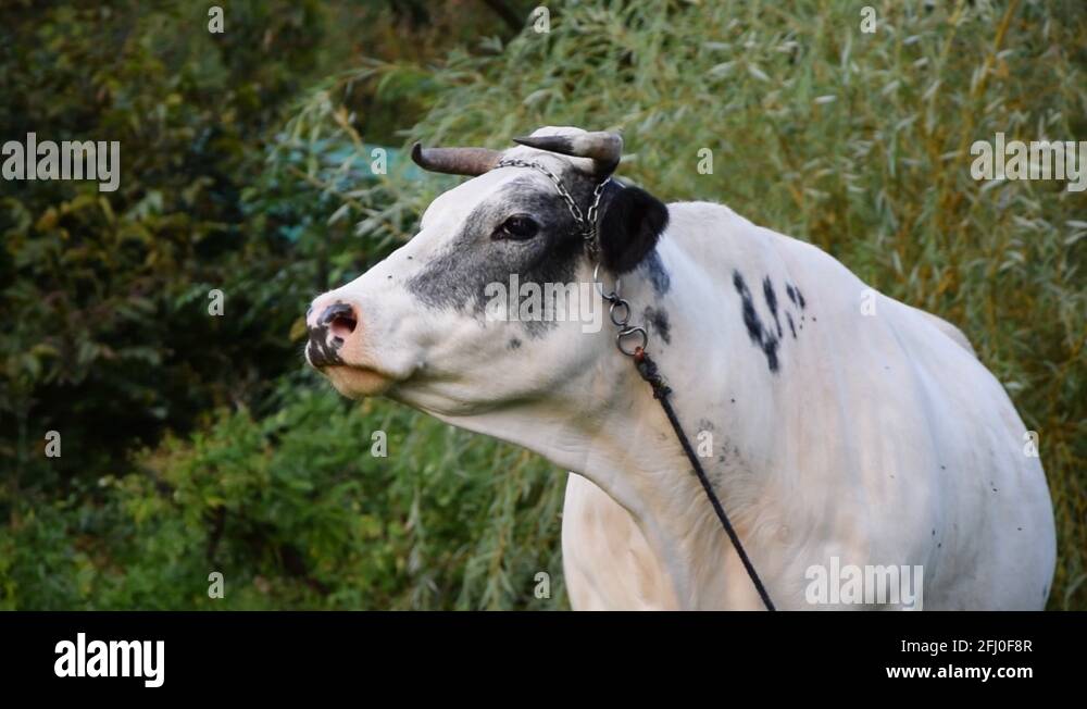 Friesian bull Stock Videos & Footage - HD and 4K Video Clips - Alamy