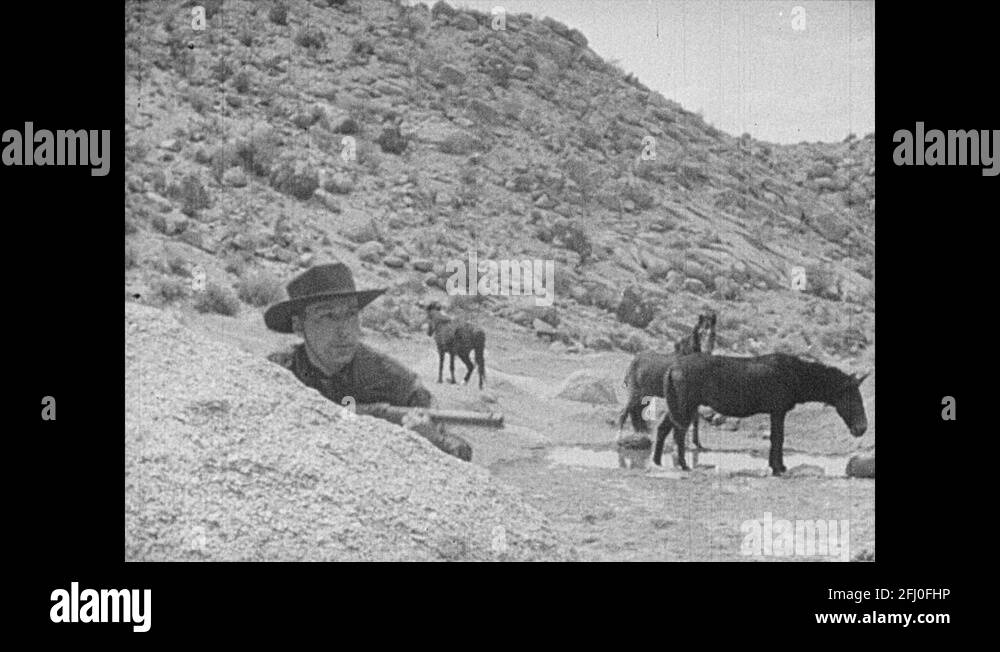 Shepherd with sheep and cattle Stock Videos & Footage - HD and 4K Video ...