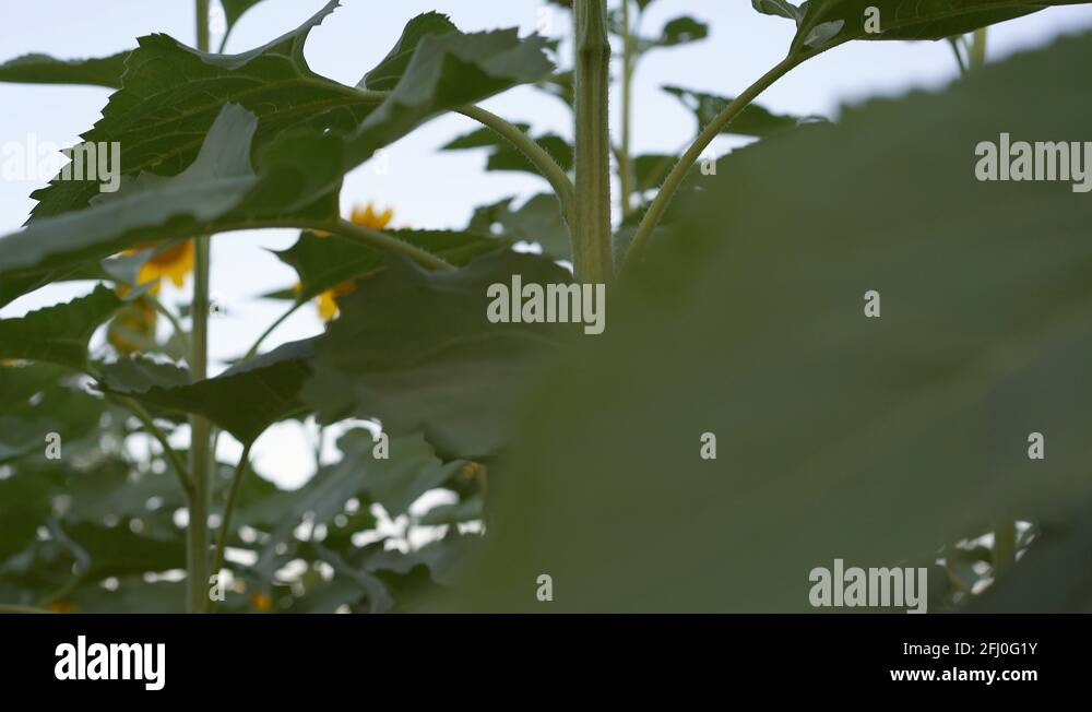 Vintage style field Stock Videos & Footage - HD and 4K Video Clips - Alamy