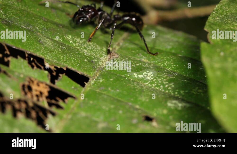 Bullet Ant Rite Of Passage