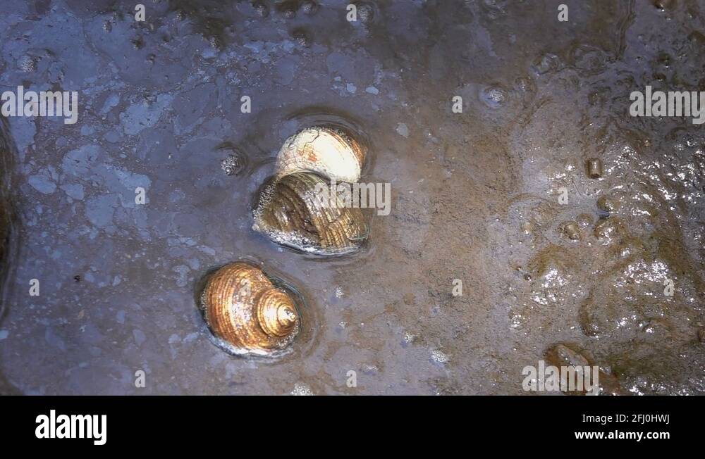 Coenobita shells Stock Videos & Footage - HD and 4K Video Clips - Alamy