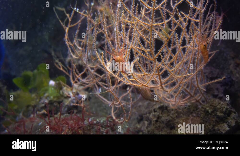 Swimming crustacean Stock Videos & Footage - HD and 4K Video Clips - Alamy