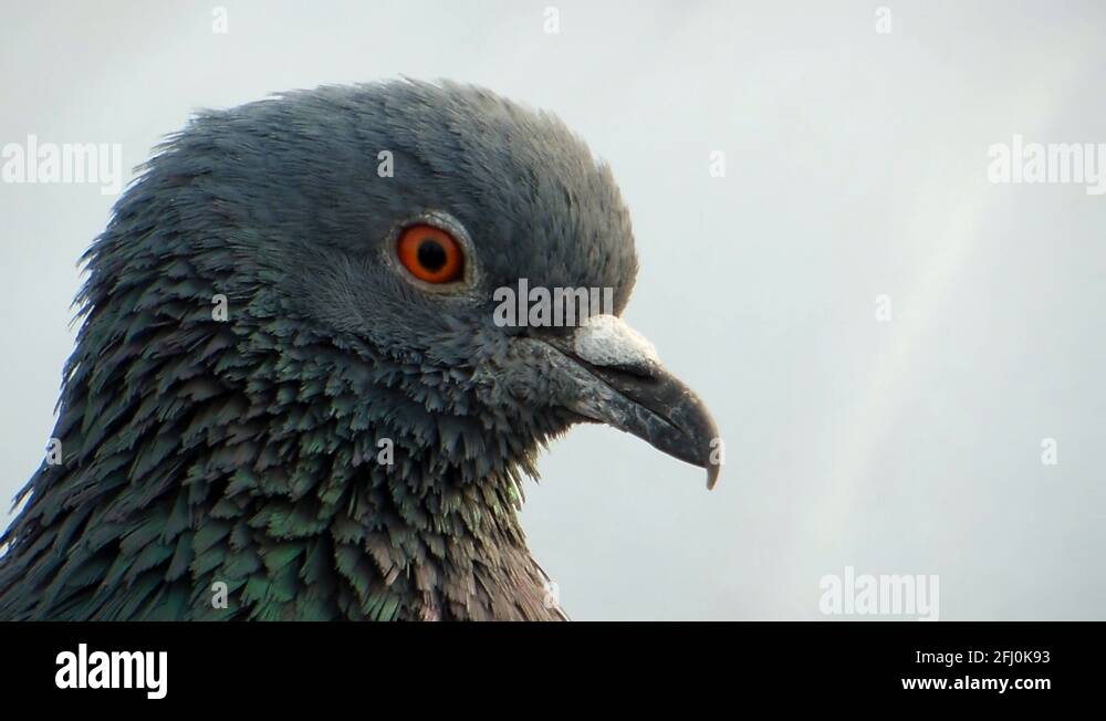 Feral dove Stock Videos & Footage - HD and 4K Video Clips - Alamy