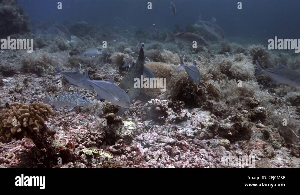 Emperor Snapper, Bluefin Trevallies and Napoleon Wrasse 4k Stock Video ...