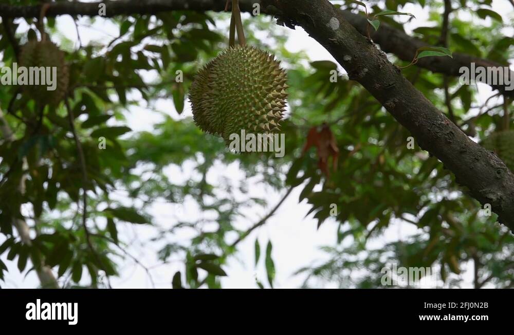 A tree of durian Stock Videos & Footage - HD and 4K Video Clips - Alamy