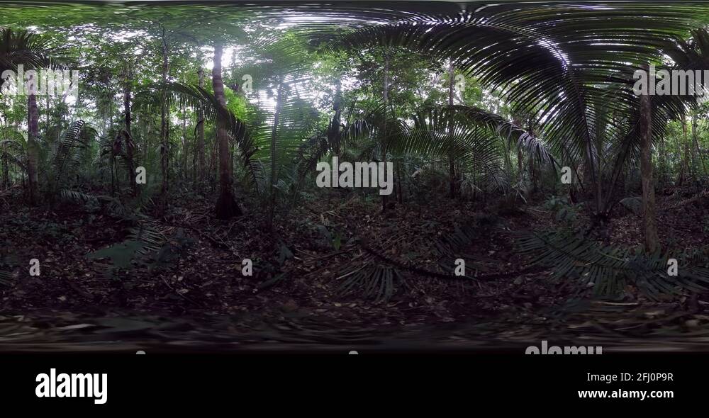 Rio manaus nature 4k Stock Videos & Footage - HD and 4K Video Clips - Alamy