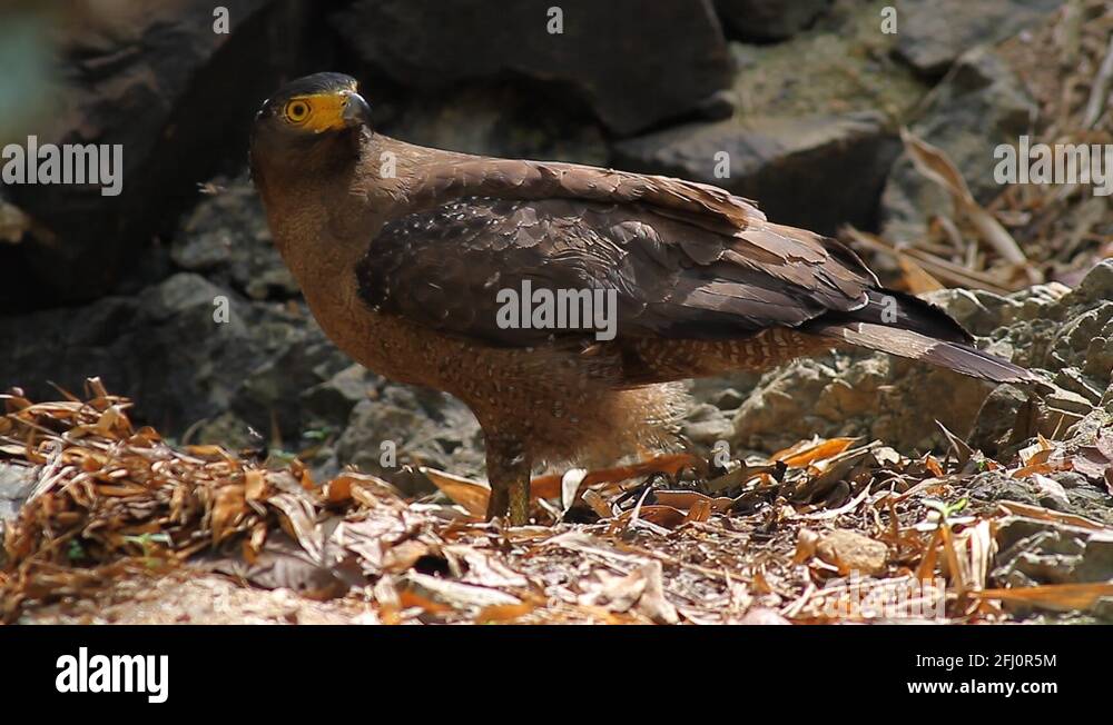 Raptor eagle Stock Videos & Footage - HD and 4K Video Clips - Alamy