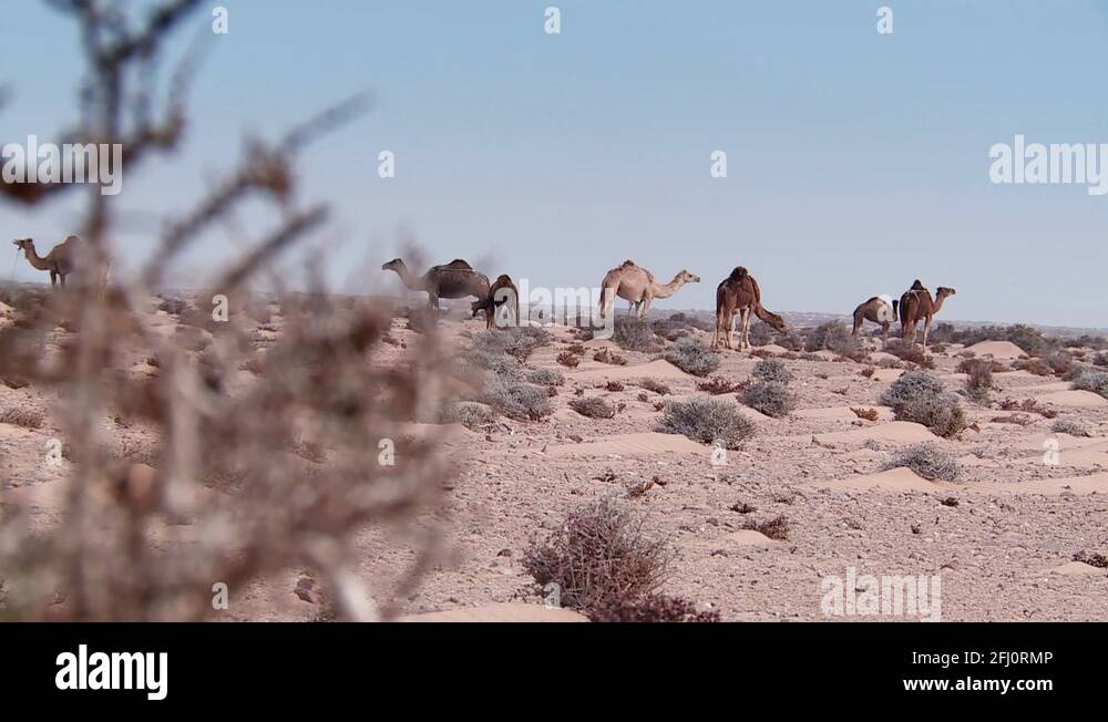 Laayoune desert Stock Videos & Footage - HD and 4K Video Clips - Alamy