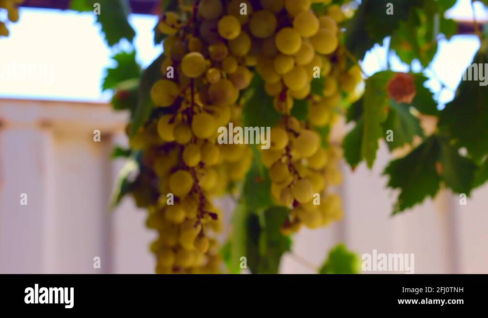 Grapes growing by sun shade Stock Videos & Footage - HD and 4K Video ...