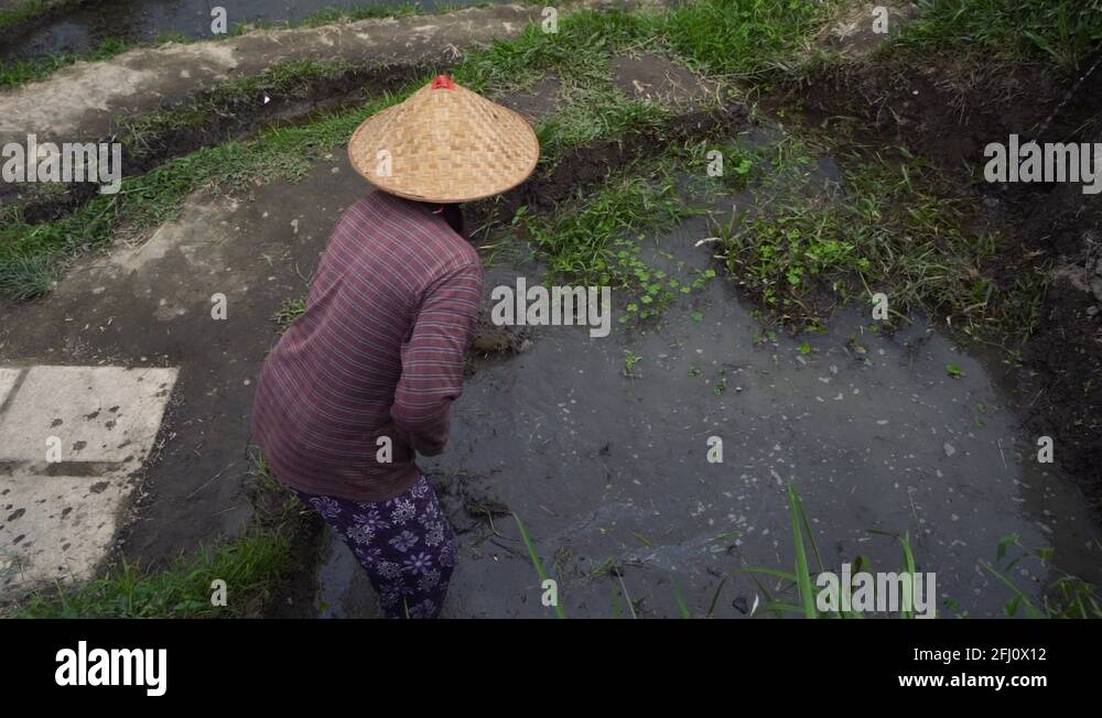 Female rice farmer Stock Videos & Footage - HD and 4K Video Clips - Alamy