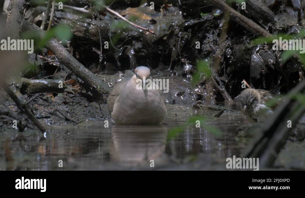 Morning dove birds Stock Videos & Footage - HD and 4K Video Clips - Alamy