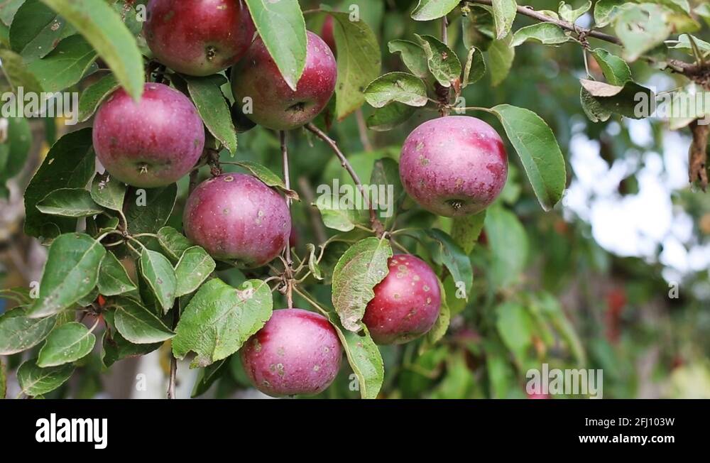Orchard pippin Stock Videos & Footage - HD and 4K Video Clips - Alamy