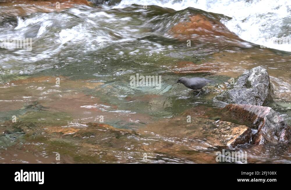 Diving dipper Stock Videos & Footage - HD and 4K Video Clips - Alamy