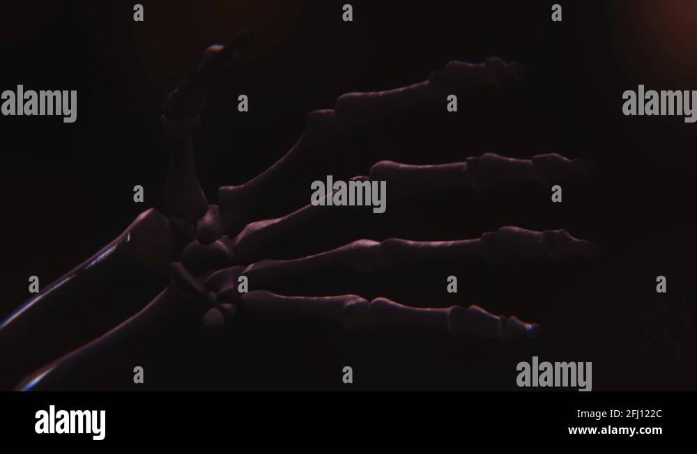 Human Hand Anatomy. Complete Build Up. 3D Animation and Compositing ...