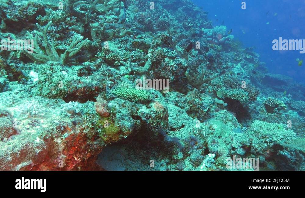 Dwarf spotted grouper fish Stock Videos & Footage - HD and 4K Video ...