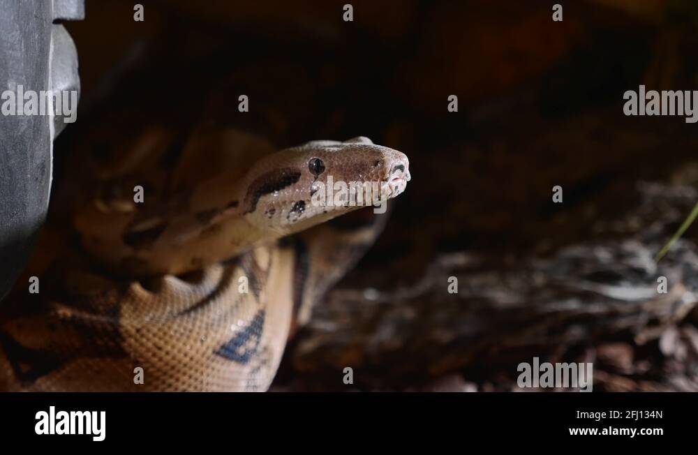 Snakes face Stock Videos & Footage - HD and 4K Video Clips - Alamy