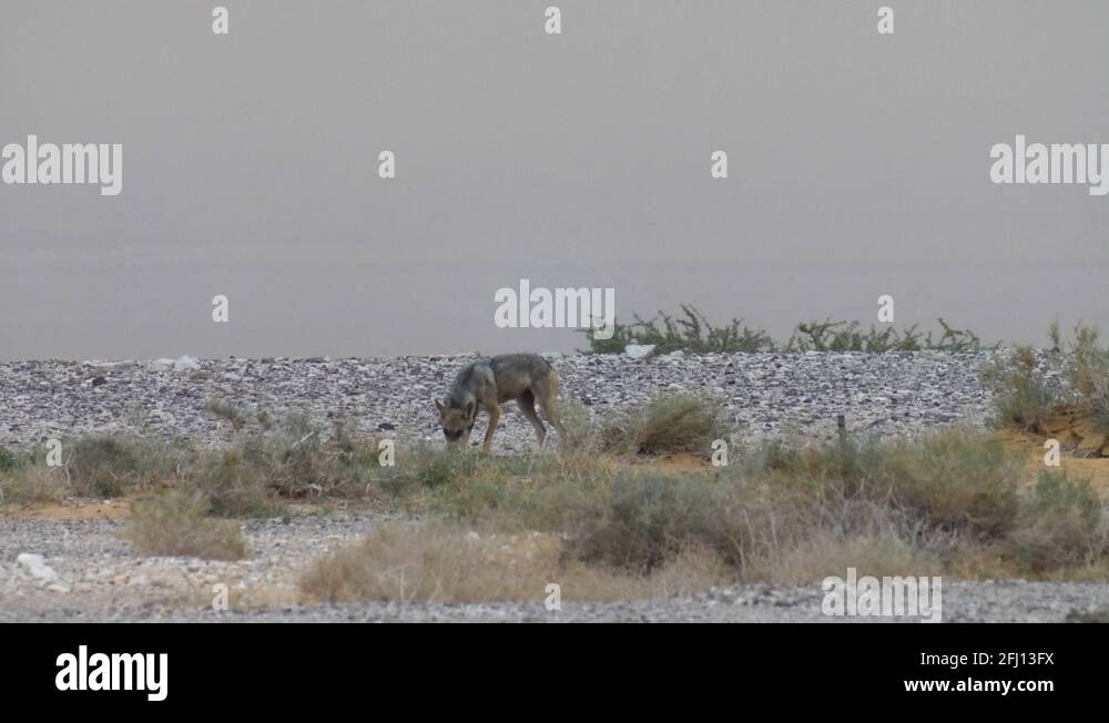 Desert biology Stock Videos & Footage - HD and 4K Video Clips - Alamy