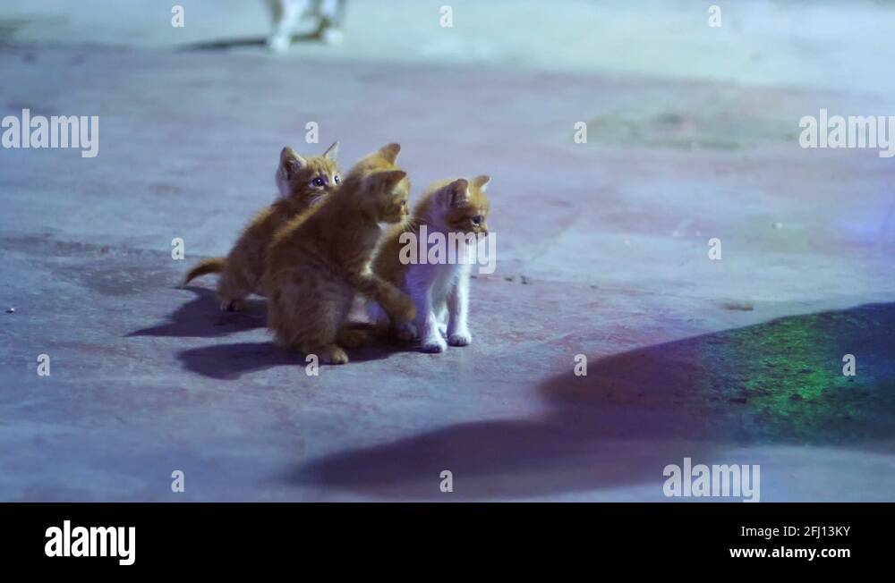 Cats running Stock Videos & Footage - HD and 4K Video Clips - Alamy