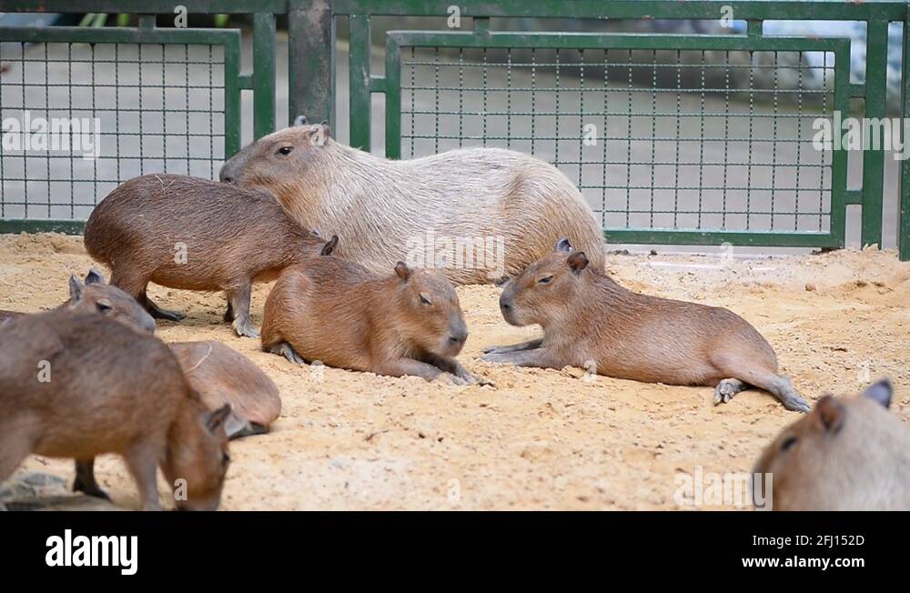 Capybara in a zoo Stock Videos & Footage - HD and 4K Video Clips - Alamy