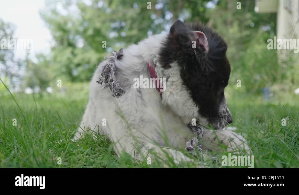 Dog chew toy smile Stock Videos & Footage - HD and 4K Video Clips - Alamy